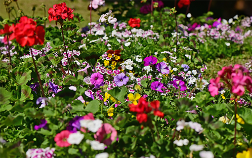 A Winter Sanctuary of Beauty and Purpose at Mae Fah Luang Garden