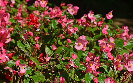 A Winter Sanctuary of Beauty and Purpose at Mae Fah Luang Garden